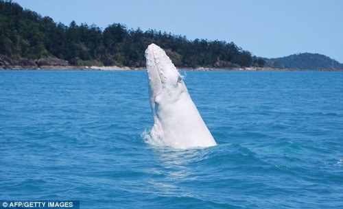 Migaloo, The Albino Humpback Whale, Might Be a Father!
