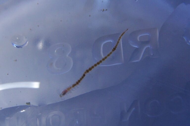 How to Identify Worms in Your Reef Aquarium