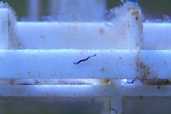 How to Identify Worms in Your Reef Aquarium
