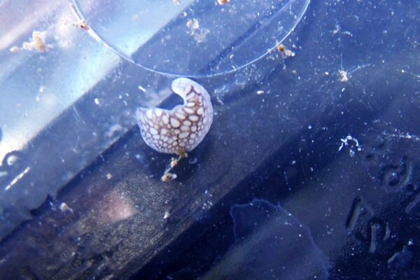 How to Identify Worms in Your Reef Aquarium