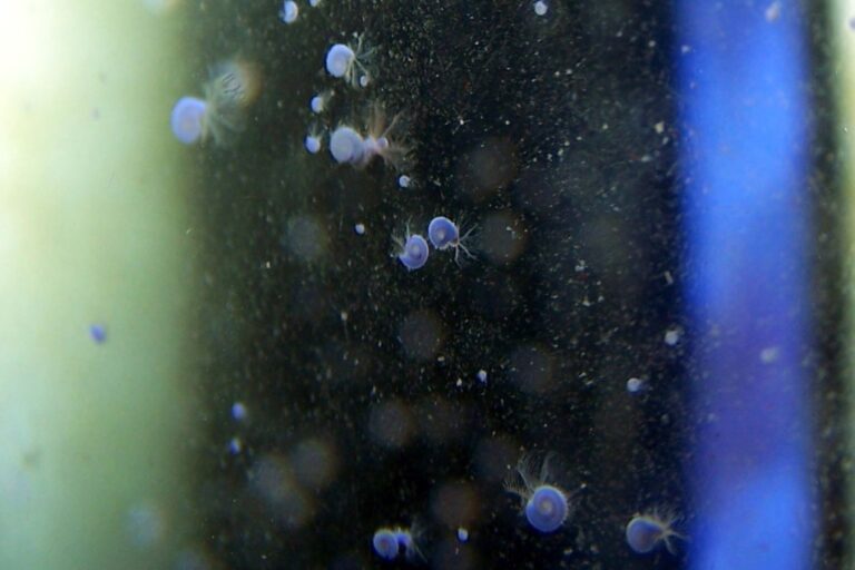 How to Identify Worms in Your Reef Aquarium