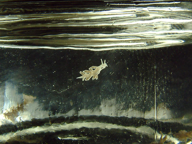 Worst Saltwater Aquarium Pests