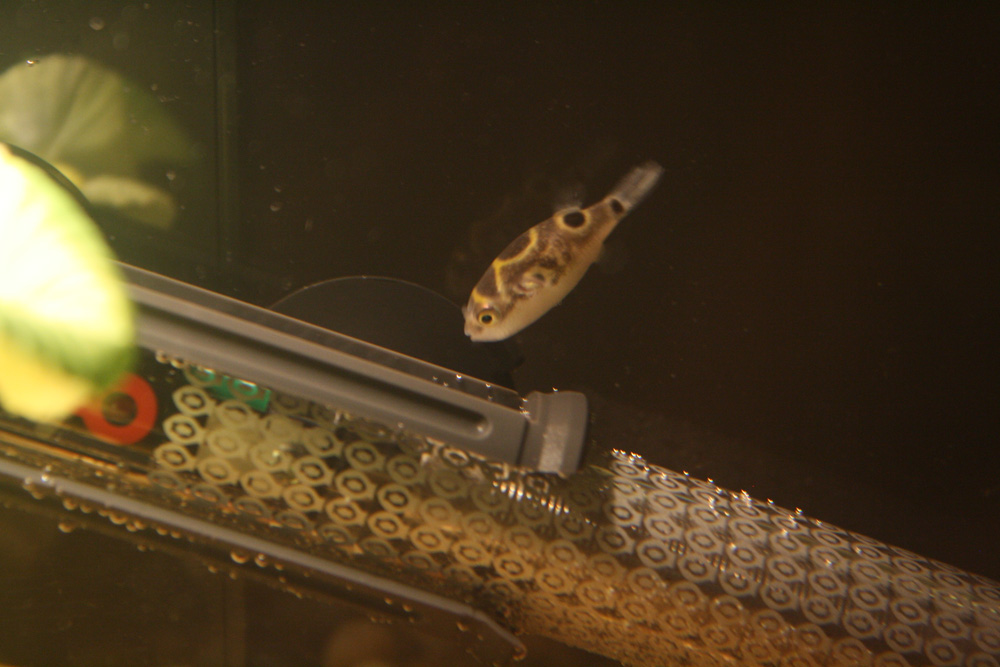 How to Setup a Brackish Tank for a Figure 8 Puffer : eXtreme Aquatics